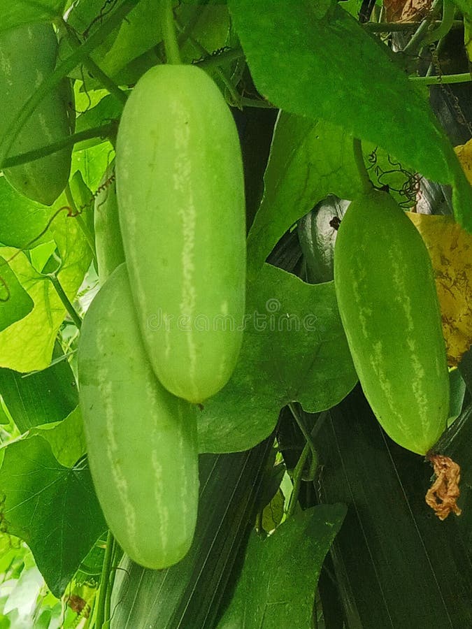 Green Fruit Coccinia Grandis or Ivy Gourd Stock Image - Image of green ...