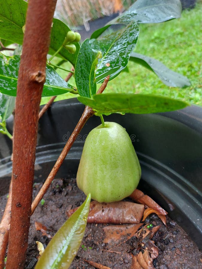 Green Fruit, Guava Leaves, Rain, Cool Potting Soil Stock Photo - Image ...