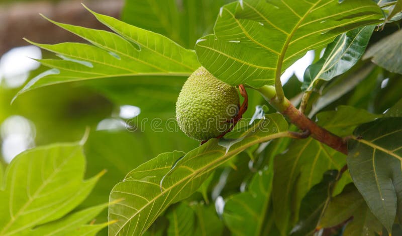 A Green Fruit is Hanging from a Tree Stock Image - Image of hanging ...