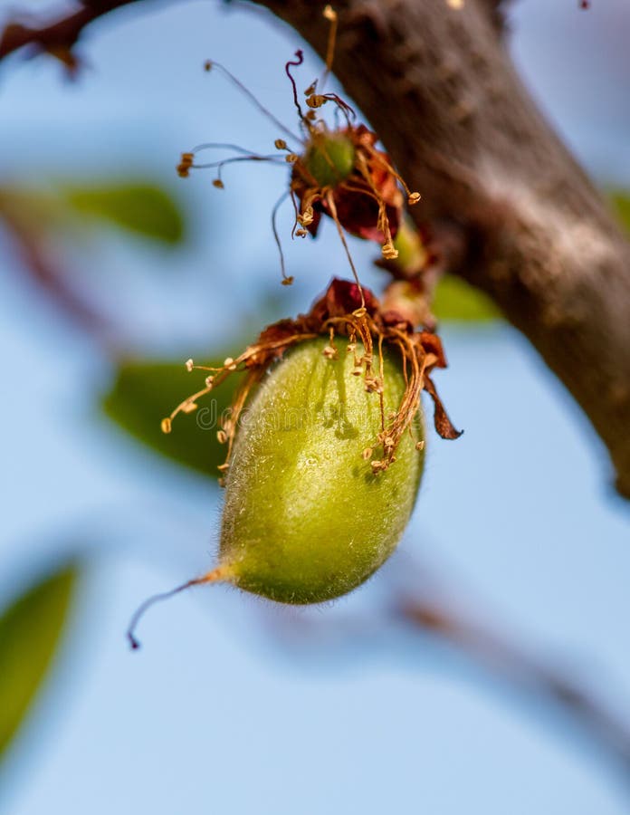A Green Fruit is Hanging from a Tree Stock Photo - Image of brown ...