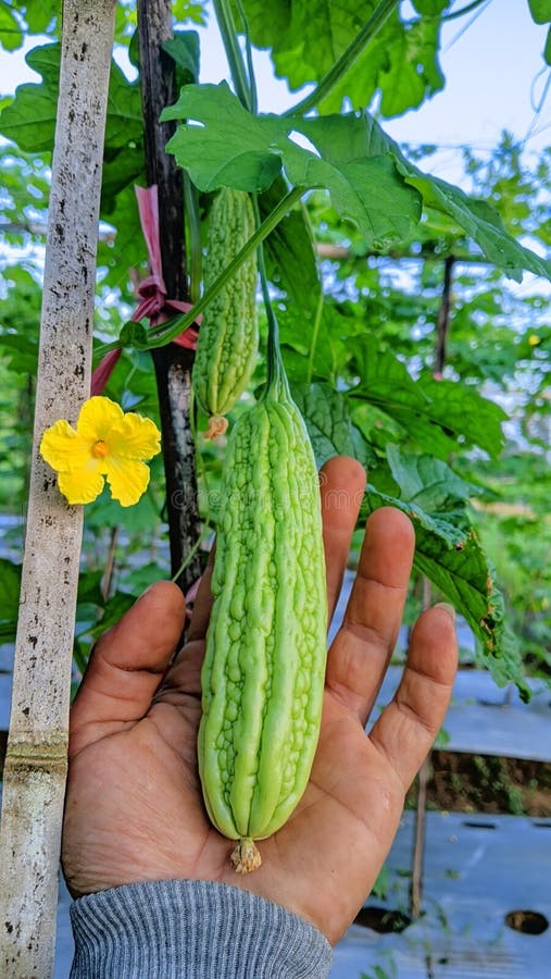 Green Fruit, Its Name is Bitter Melon Bitter Melon Stock Image - Image ...