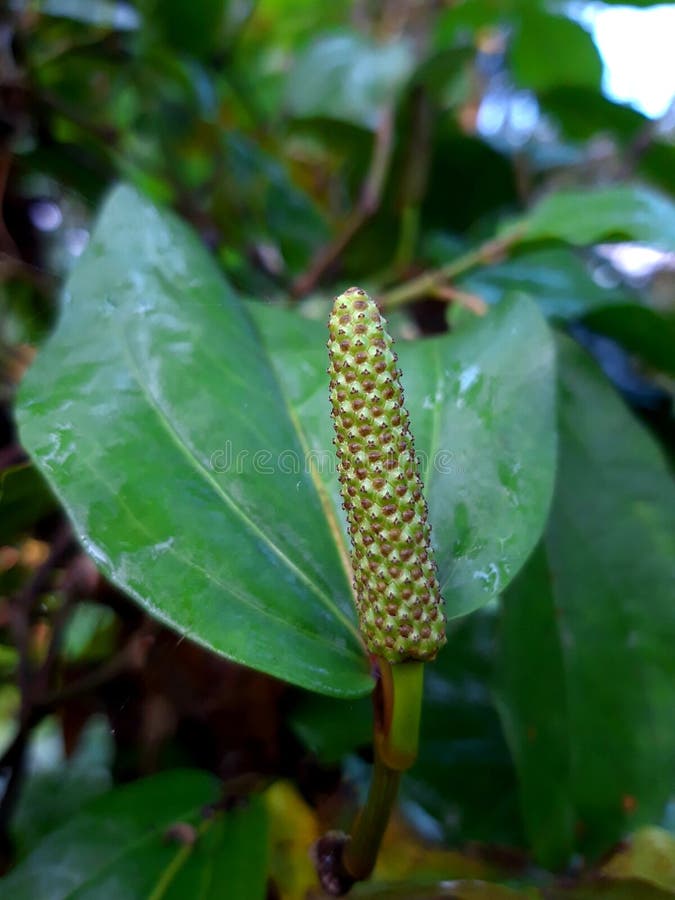 Green Fruit of Javanese Pepper on the Top of Branch Stock Photo - Image ...