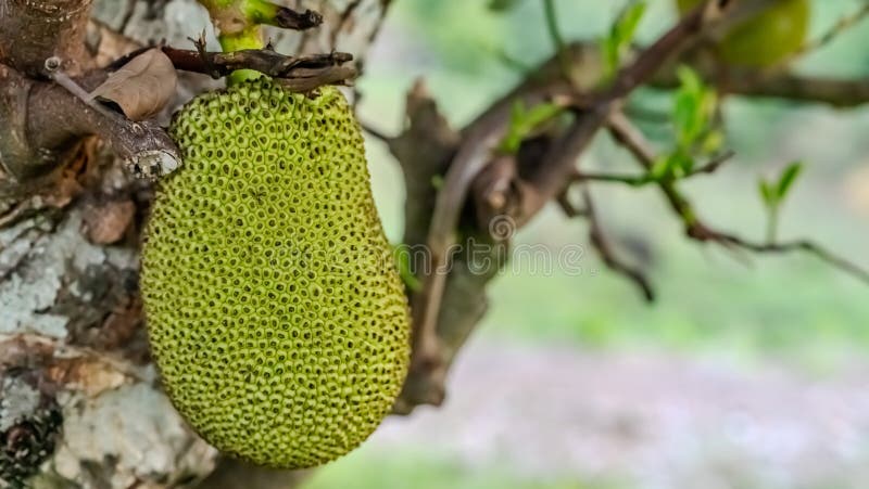 A Green Fruit with a Lot of Bumps on it is Hanging from a Tree Stock ...