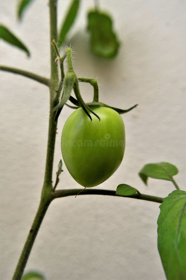 Green Fruit of Lycopersicon Esculentum Growing Stock Image - Image of ...