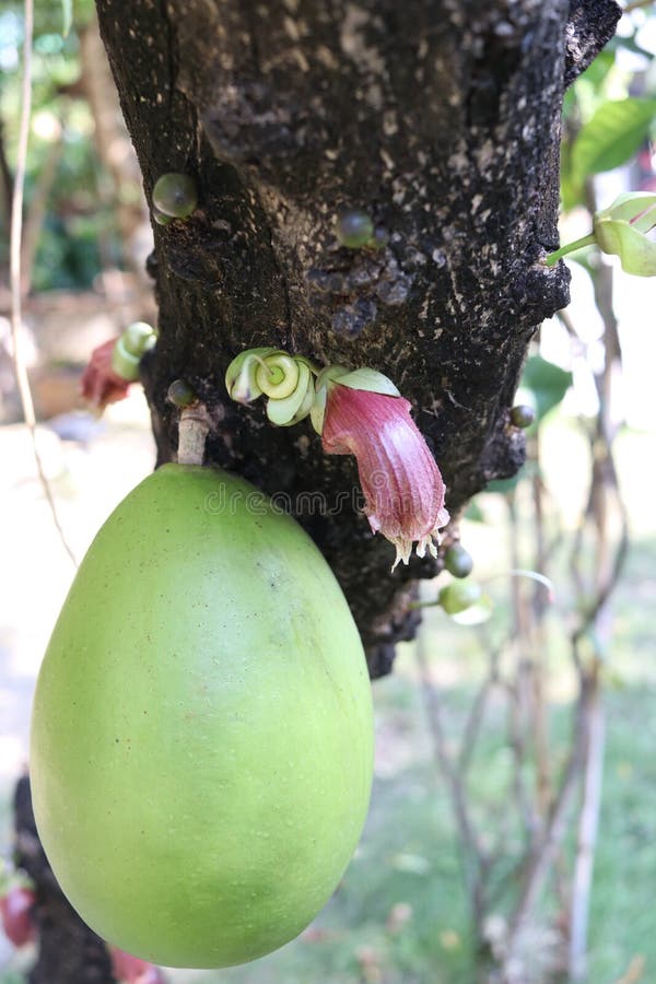 Green Fruit Mexican Calabash on Trunk. Stock Photo - Image of leaf ...