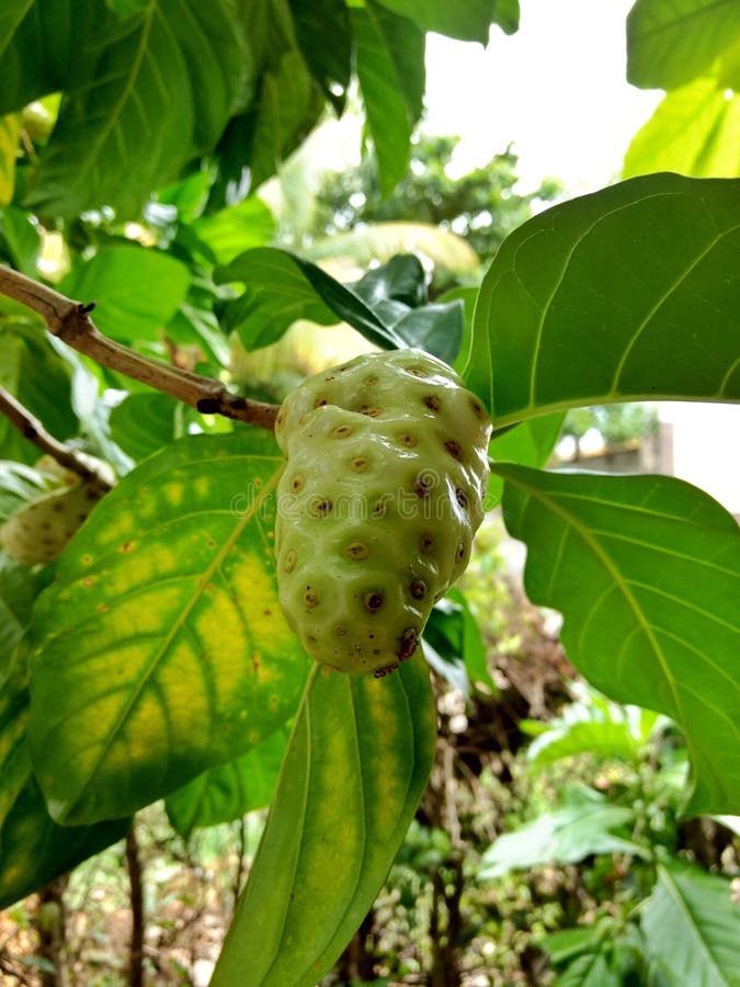 Green Fruit Nonis Medicinal Use Stock Photo - Image of herbal, medical ...