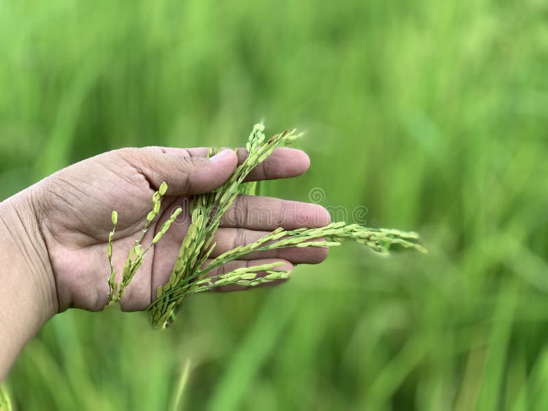 1,617 Paddy Fruit Stock Photos - Free & Royalty-Free Stock Photos from ...
