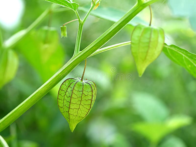 Physalis Minima is an Annual Plant Species Belonging To the Solanaceae ...