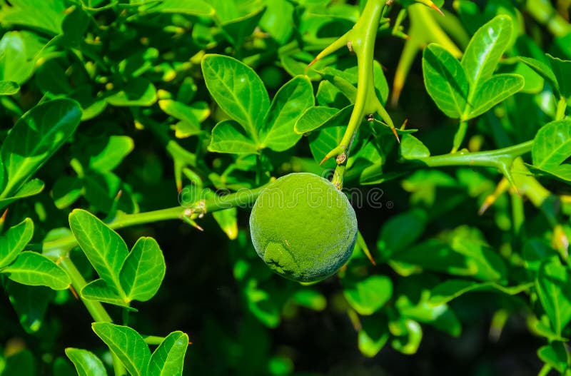 The Green Fruit of the Poncirus Citrus Plant on the Bush Stock Image ...