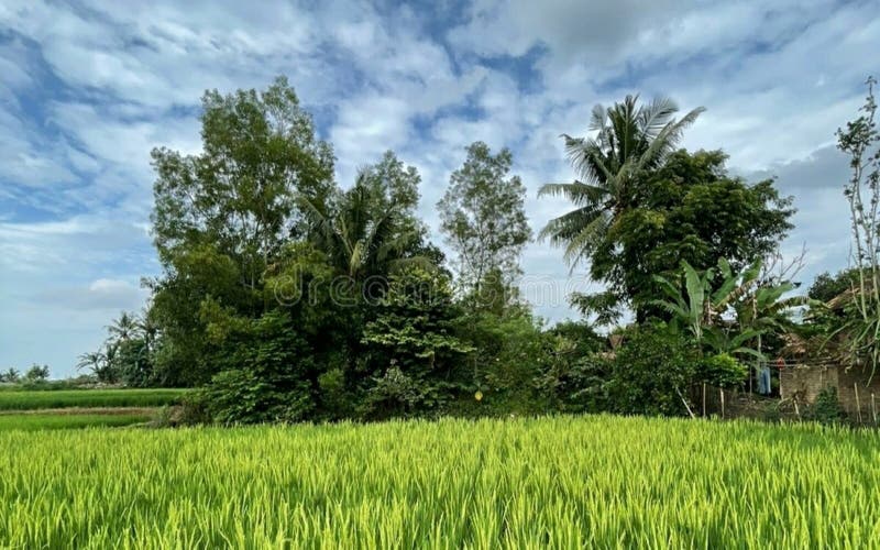Green Fruit Rice with Blue Sky Trees Stock Photo - Image of trees, rice ...