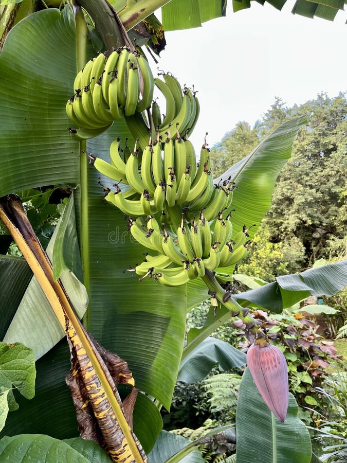 Bananas Growing on a Tree with Seed Pod in Puerto Rico Stock Photo ...