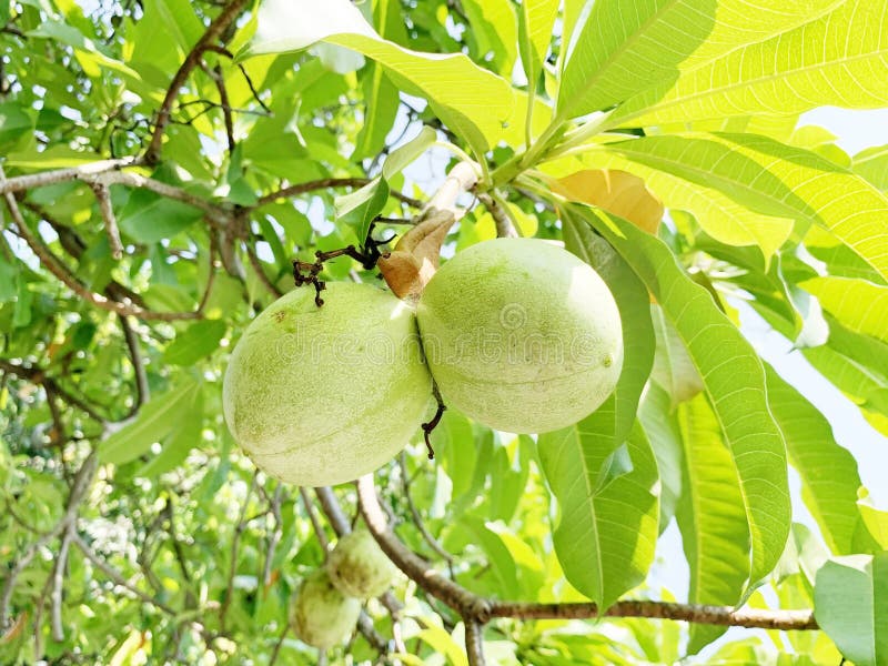 Green Fruit that is Smaller Than the Fruit Berenuk Stock Image - Image ...