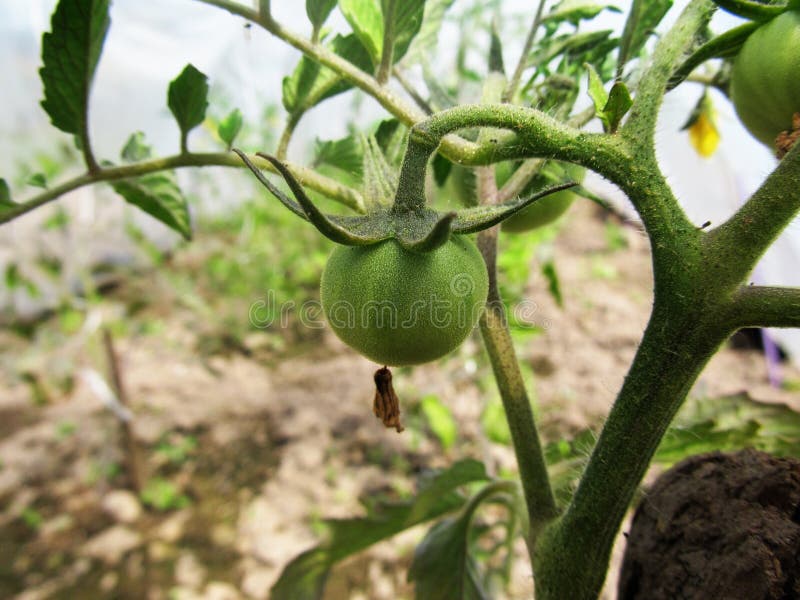 Green fruit of tomato. stock image. Image of branch, greenhouse - 94974833