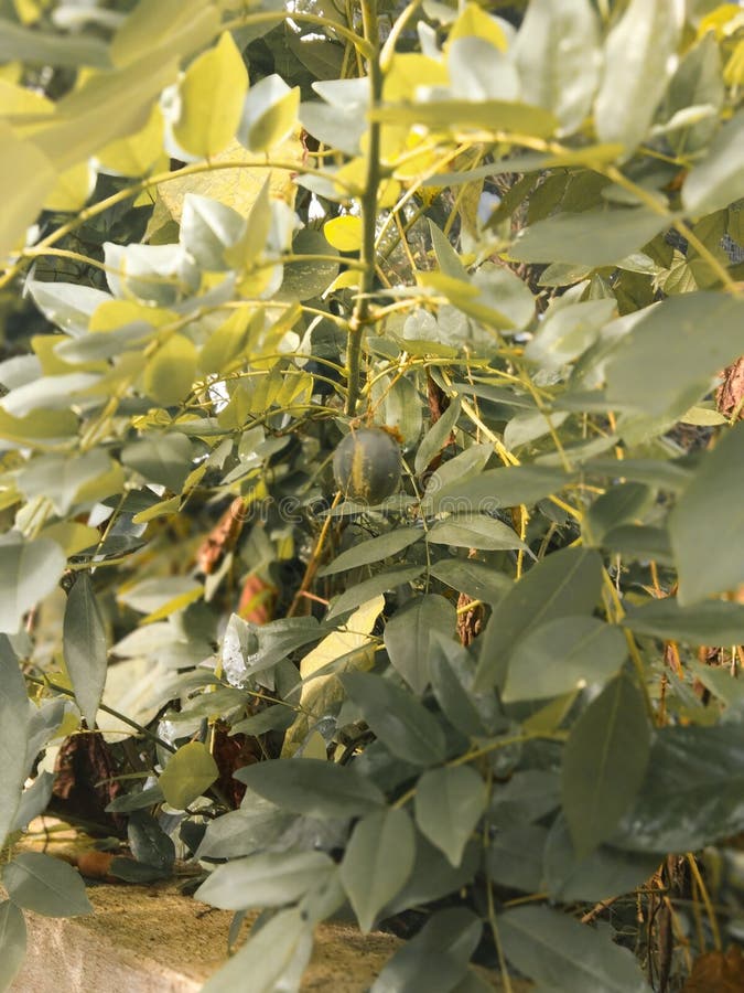 Green fruit stock image. Image of tree, green, light - 235986623