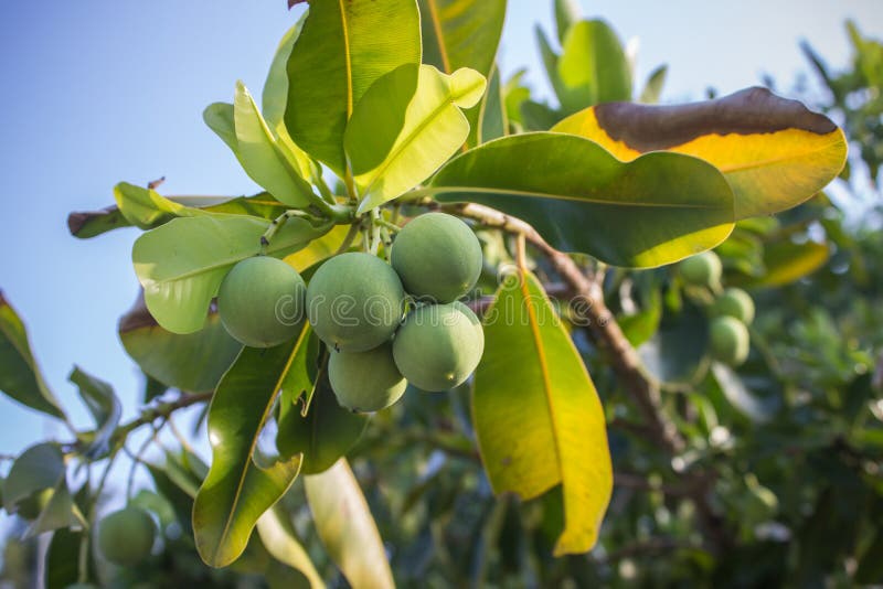 The green fruit on tree stock photo. Image of green, agriculture - 61574176