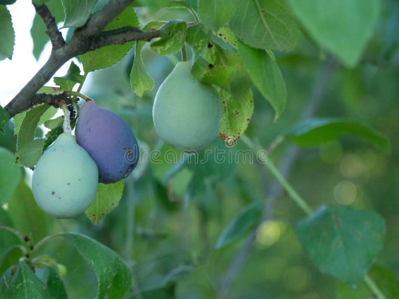 Green Fruit on the Tree in the Garden Stock Image - Image of apple ...