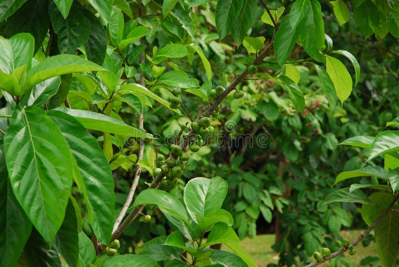 Green fruit stock image. Image of beach, park, background - 30919181