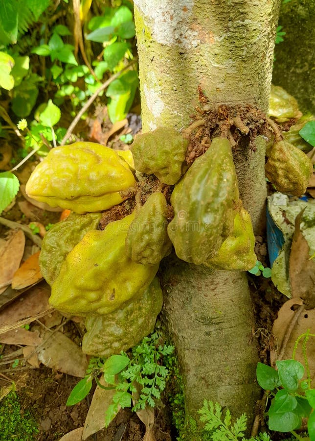 Green Fruit on the Tree, Picture Taken in Portraite Mode. Stock Image ...
