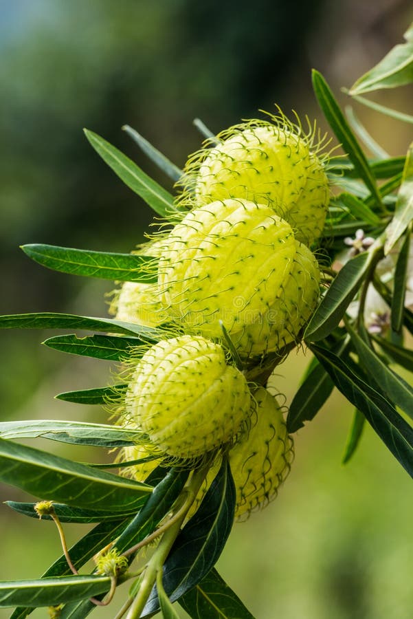 Green fruit on tree stock photo. Image of organic, fresh - 172347404