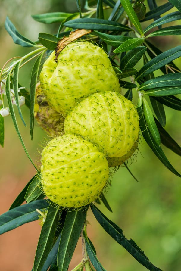 Green fruit on tree stock photo. Image of freshness - 172348278