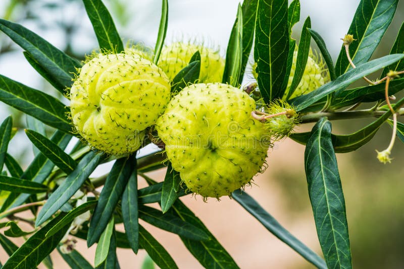 Green fruit on tree stock image. Image of thai, freshness - 173676015
