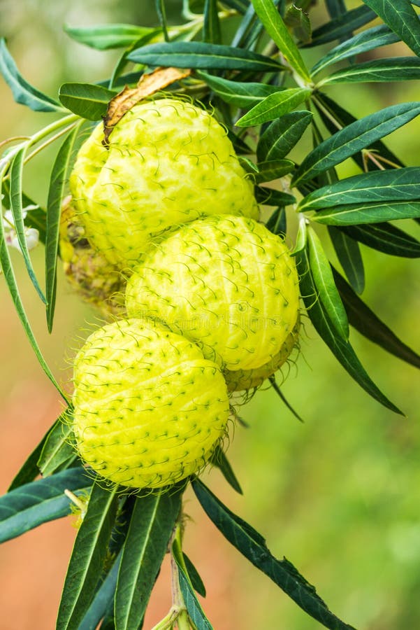 Green fruit on tree stock image. Image of close, natural - 187766515