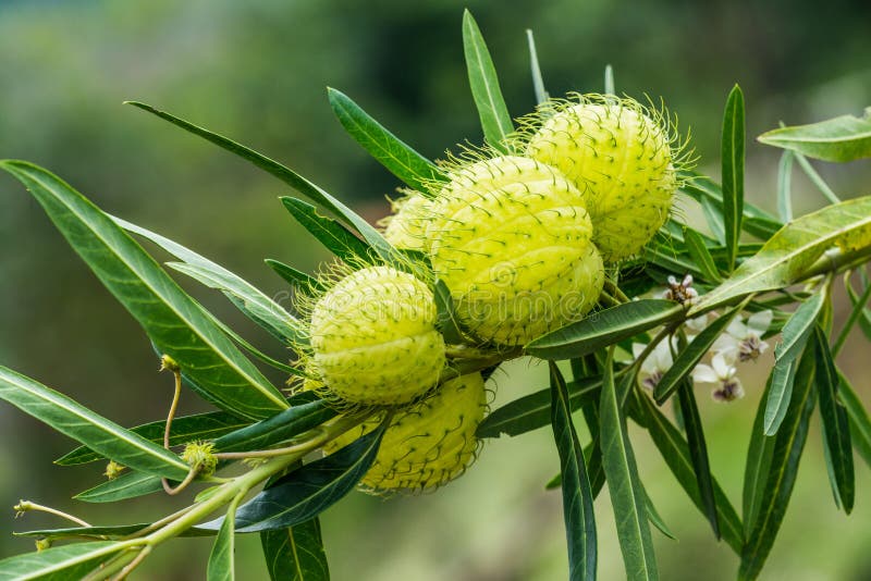 Green fruit on tree stock image. Image of macro, branch - 207323997