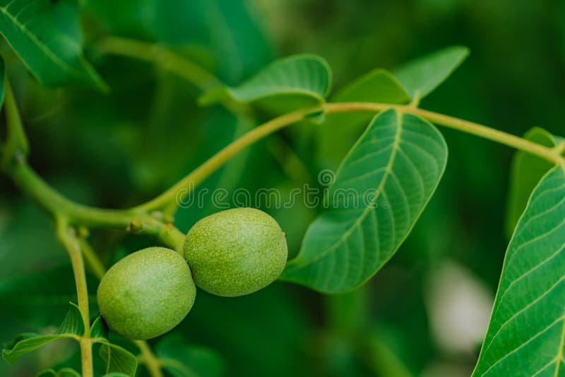 Green Fruit of the Walnut on the Branch. Walnut Tree Stock Image ...