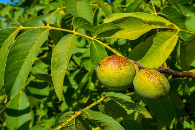 The Green Fruit of Walnut on a Tree Stock Image - Image of agriculture ...
