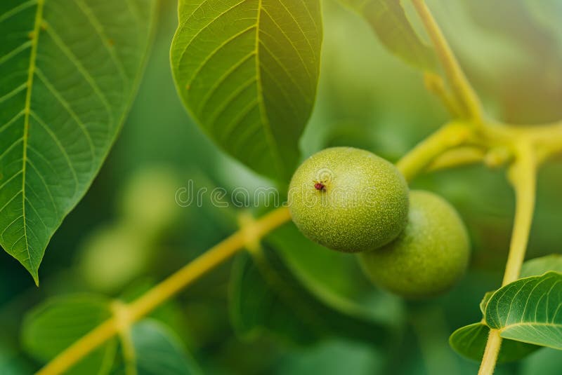 The Green Fruit of Walnut on a Tree. Some Walnuts are Waiting To Be ...