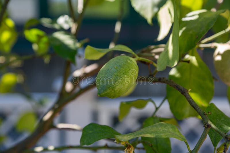 Wild lemon on a branch stock photo. Image of outdoor - 116336196