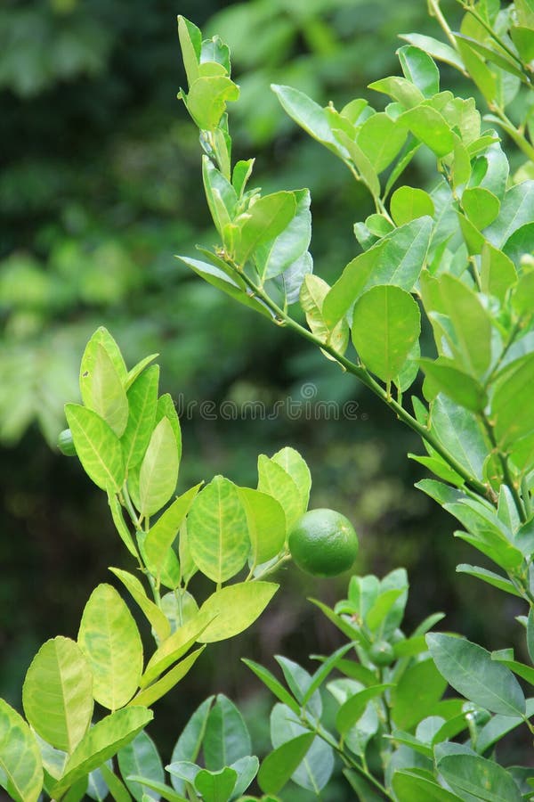 111 Fruiting Lemon Tree Stock Photos - Free & Royalty-Free Stock Photos ...