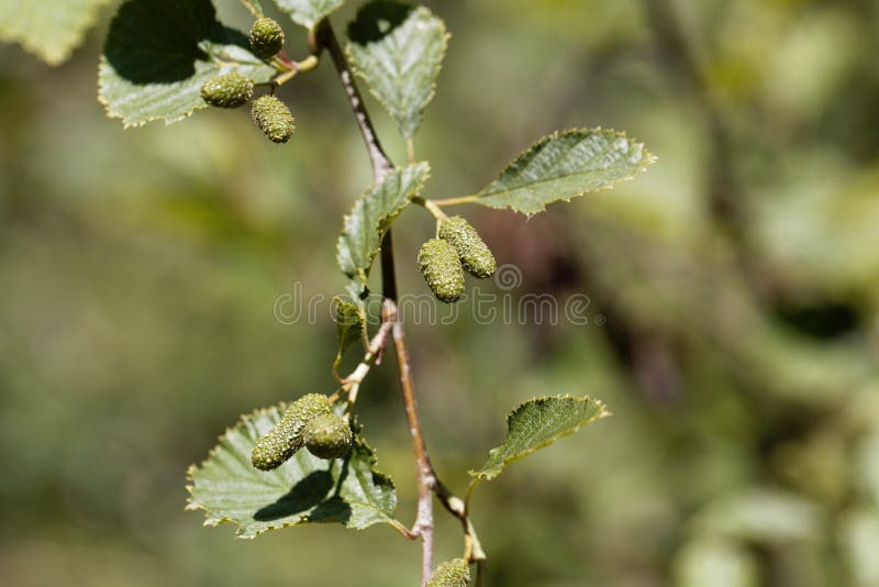 Green Fruits of a Green Alder, Alnus Viridis Stock Image - Image of ...