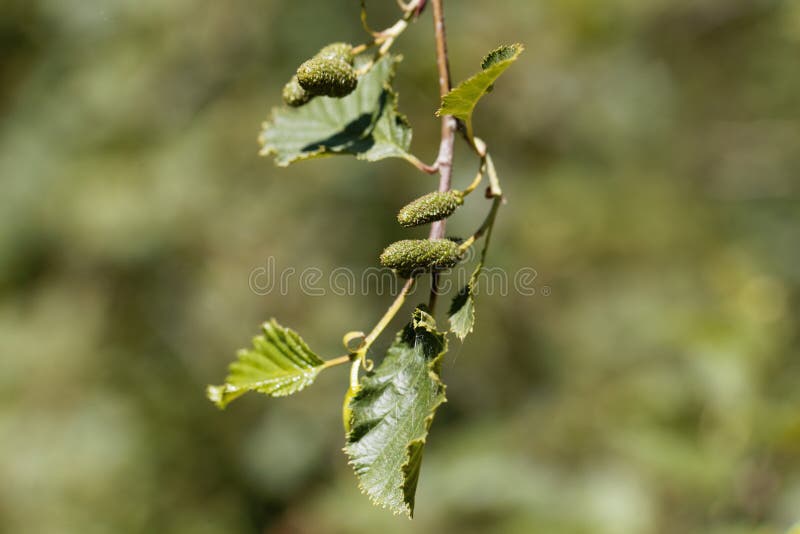 Green Fruits of a Green Alder, Alnus Viridis Stock Image - Image of ...