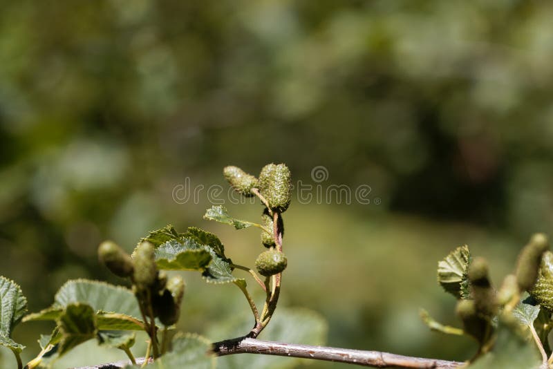 Green Fruits of a Green Alder, Alnus Viridis Stock Image - Image of ...