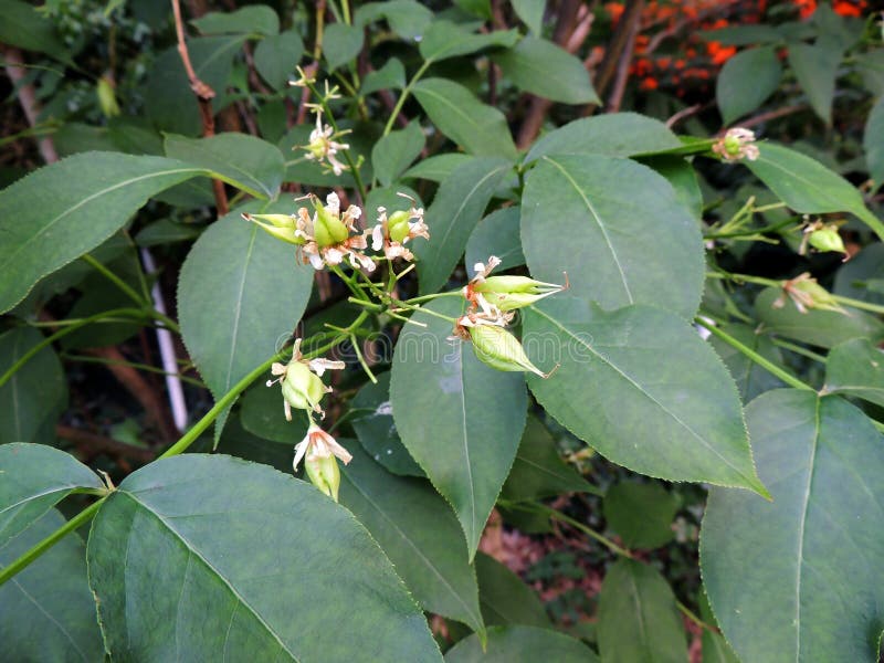 Green Fruits of Colchis Bladdernut Stock Image - Image of pointed ...