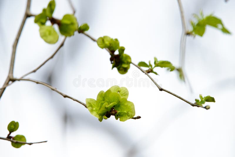 175 Elm Buds Photos - Free & Royalty-Free Stock Photos from Dreamstime
