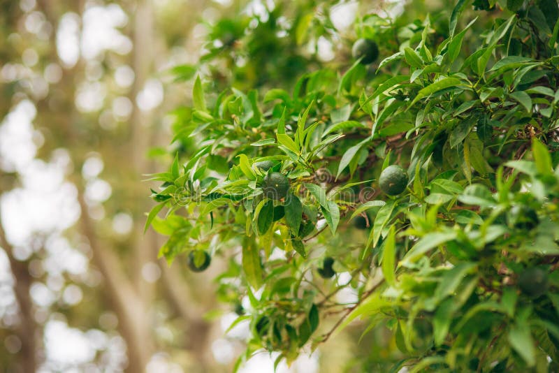 Green Fruits of Mandarin on the Branches of a Tree. Stock Photo - Image ...