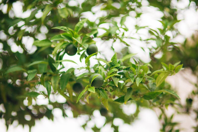 Green Fruits of Mandarin on the Branches of a Tree. Stock Photo - Image ...