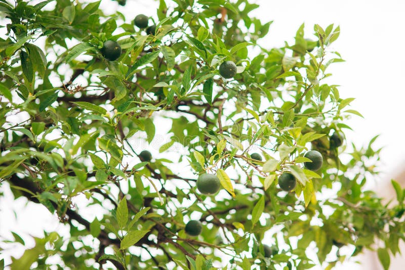 Green Fruits of Mandarin on the Branches of a Tree. Stock Photo - Image ...