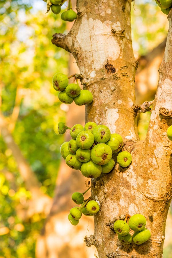 Green Fruits on Tree in Forest Stock Photo - Image of nature, thai ...