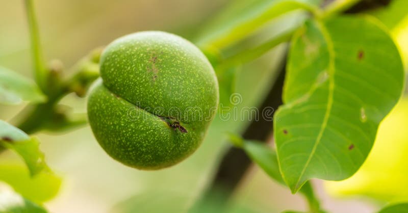 Green Fruits on a Walnut in Nature Stock Image - Image of walnut, grow ...