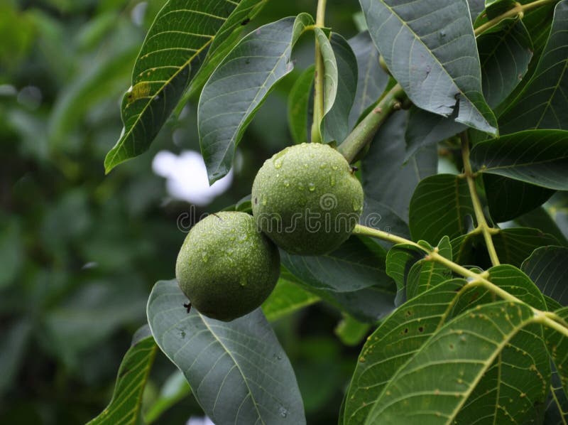 Green fruits of walnut stock photo. Image of farm, farming - 130129074
