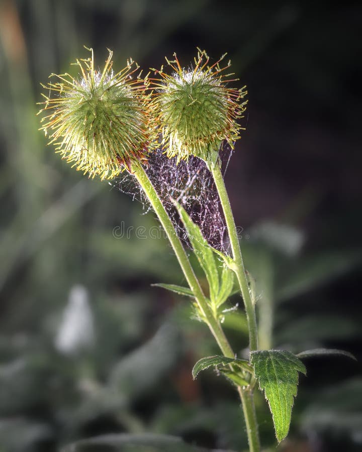 Green Fruits of Young Thistles Stock Photo - Image of macro, bloom ...