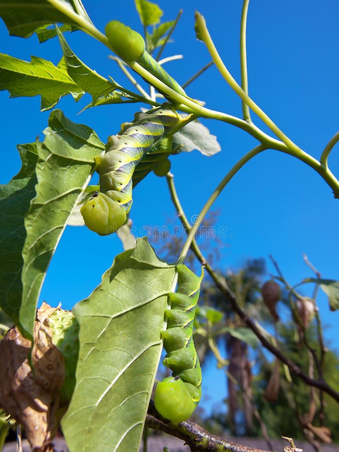 Green fruitworms stock photo. Image of climb, hanging - 29885434