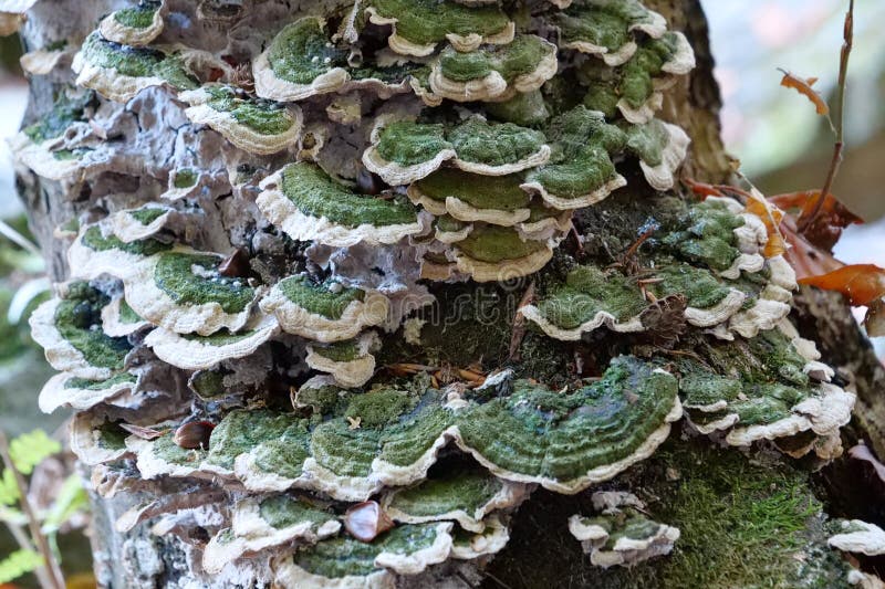 Green Fungus Growing on Tree Stock Image - Image of green, live: 272679939