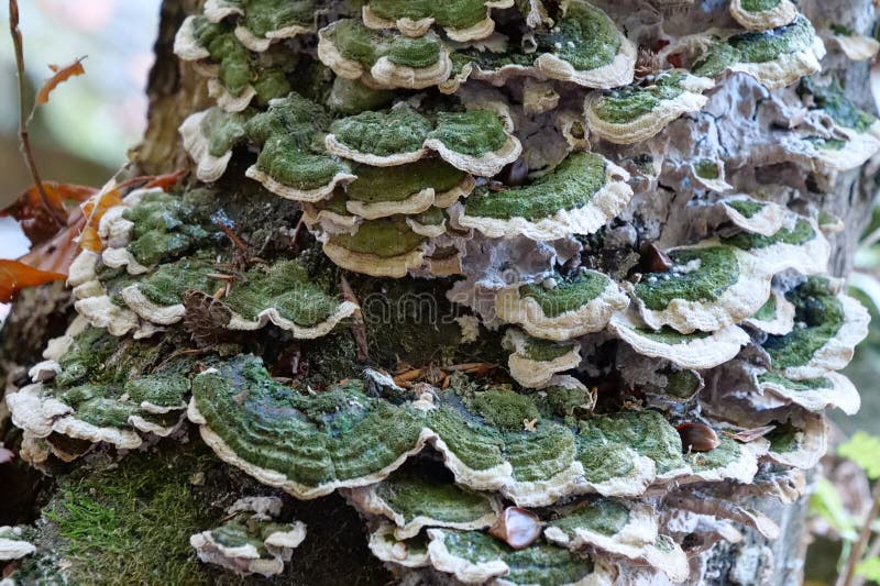 Green Fungus Growing on Tree Stock Photo - Image of life, live: 272865384