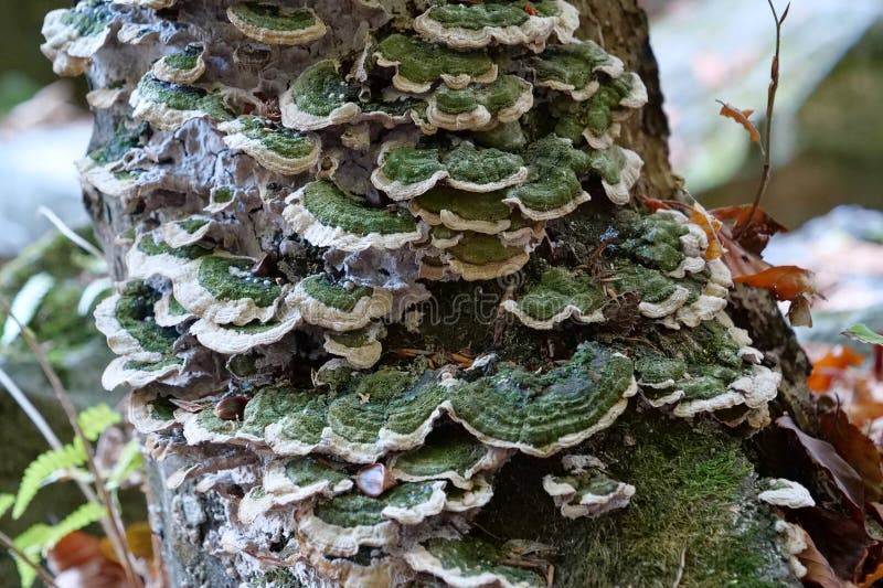Green Fungus Growing on Tree Stock Image - Image of cercidium, fungus ...