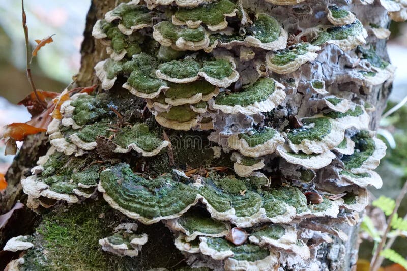 Green Fungus Growing on Tree Stock Photo - Image of fungus, mould ...