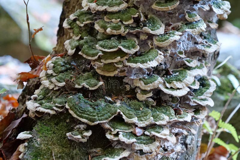 Green Fungus Growing on Tree Stock Image - Image of mouldy, flower ...